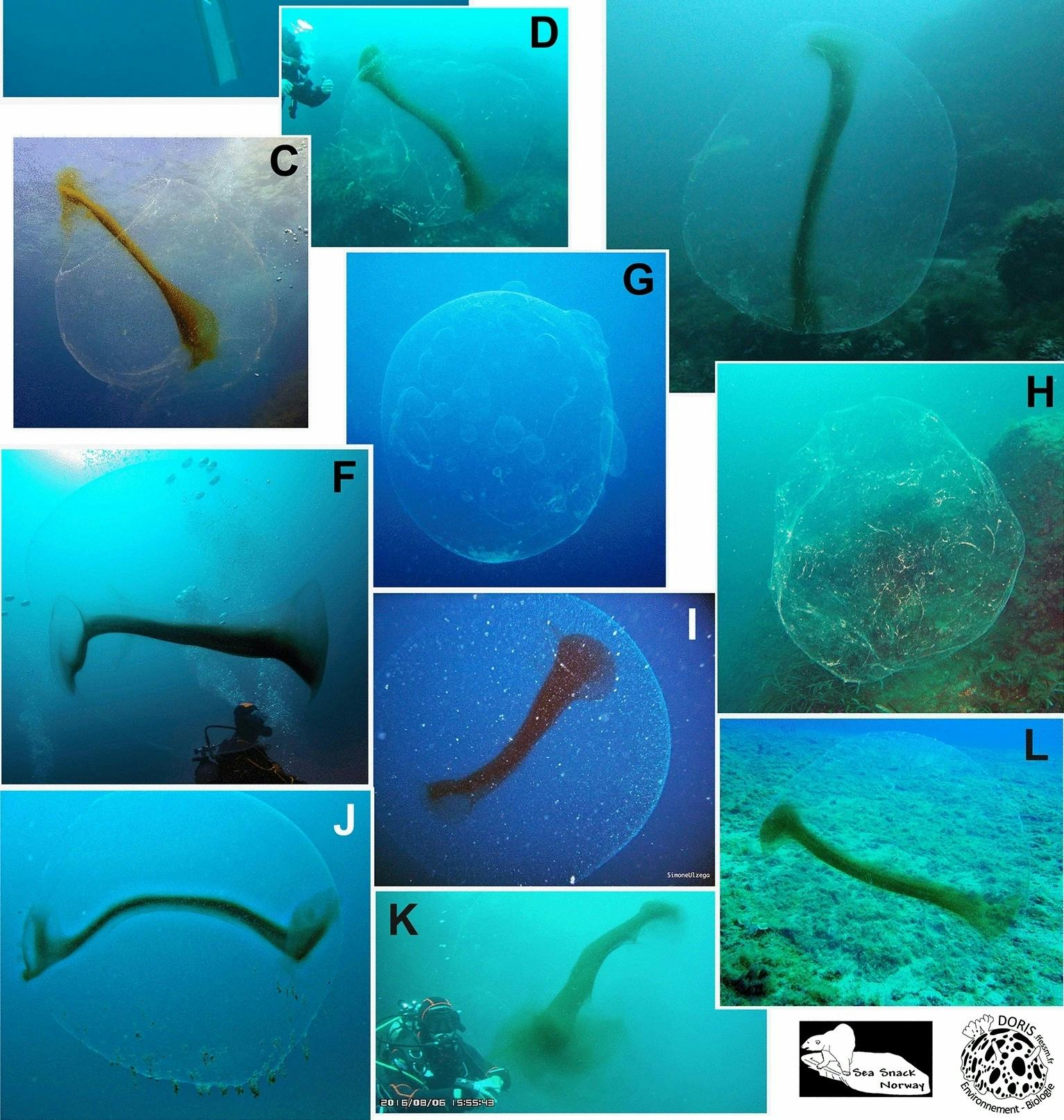 Scientists finally discover the origin of mysterious ocean orbs