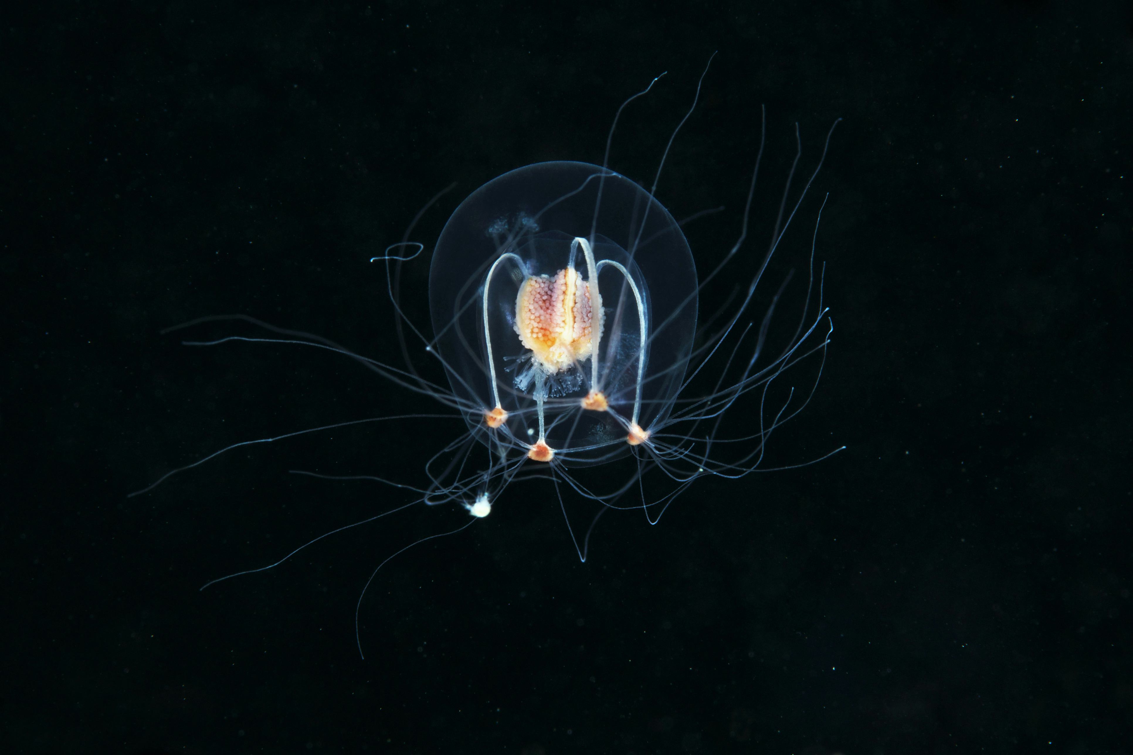 Watch how a robot snailfish is exploring Earth's final frontier