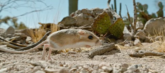 28 Best Animal Shows For Kids To Stream Right Now