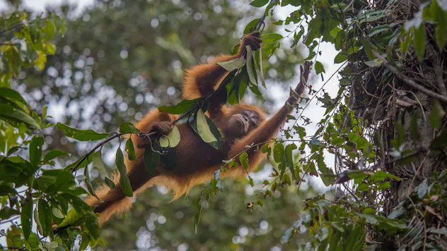 28 Best Animal Shows For Kids To Stream Right Now