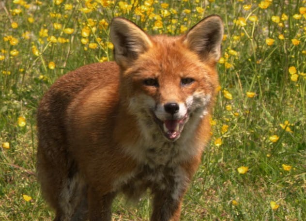 28 Best Animal Shows For Kids To Stream Right Now