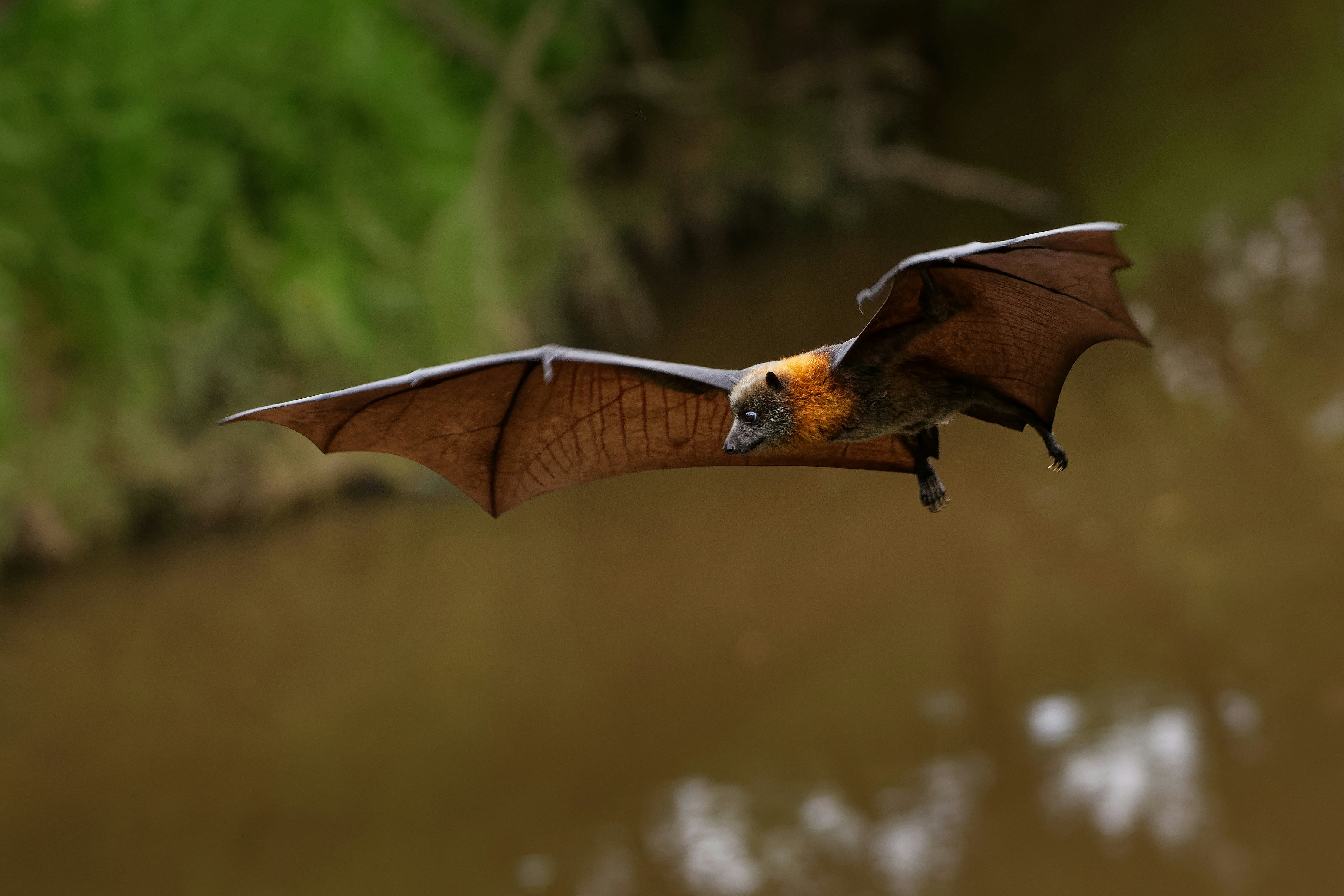 Scientists are unraveling a fruit bat mystery