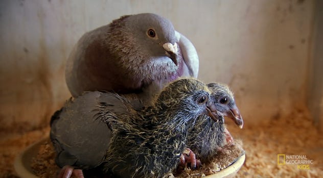 28 Best Animal Shows For Kids To Stream Right Now