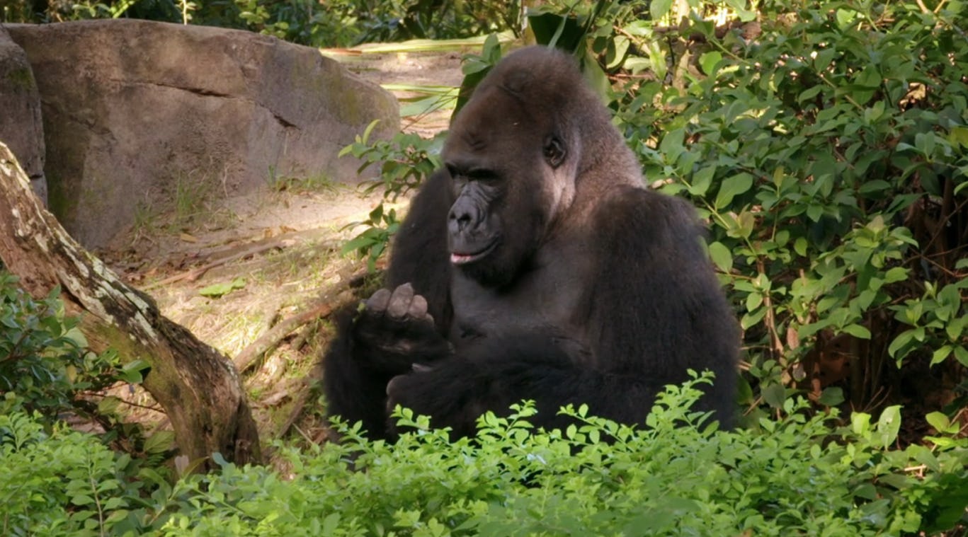 28 Best Animal Shows For Kids To Stream Right Now