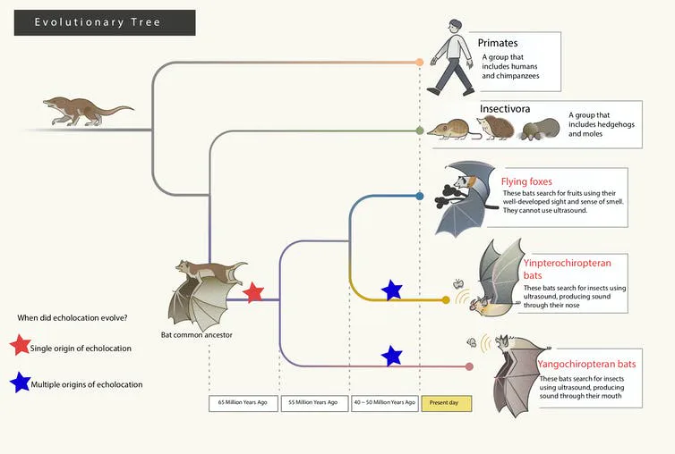 Scientists are unraveling a fruit bat mystery
