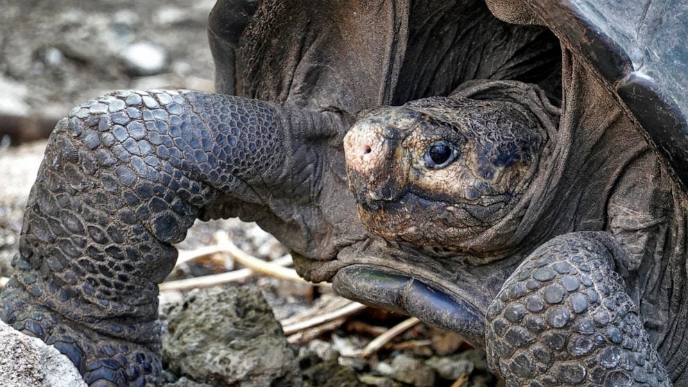 'Zombie' species: 7 'extinct' animals rediscovered by science