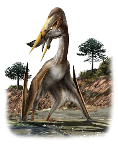 Look: Scientists discover secret to gigantic pterosaur flight