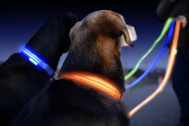 The 5 Best LED Dog Collars