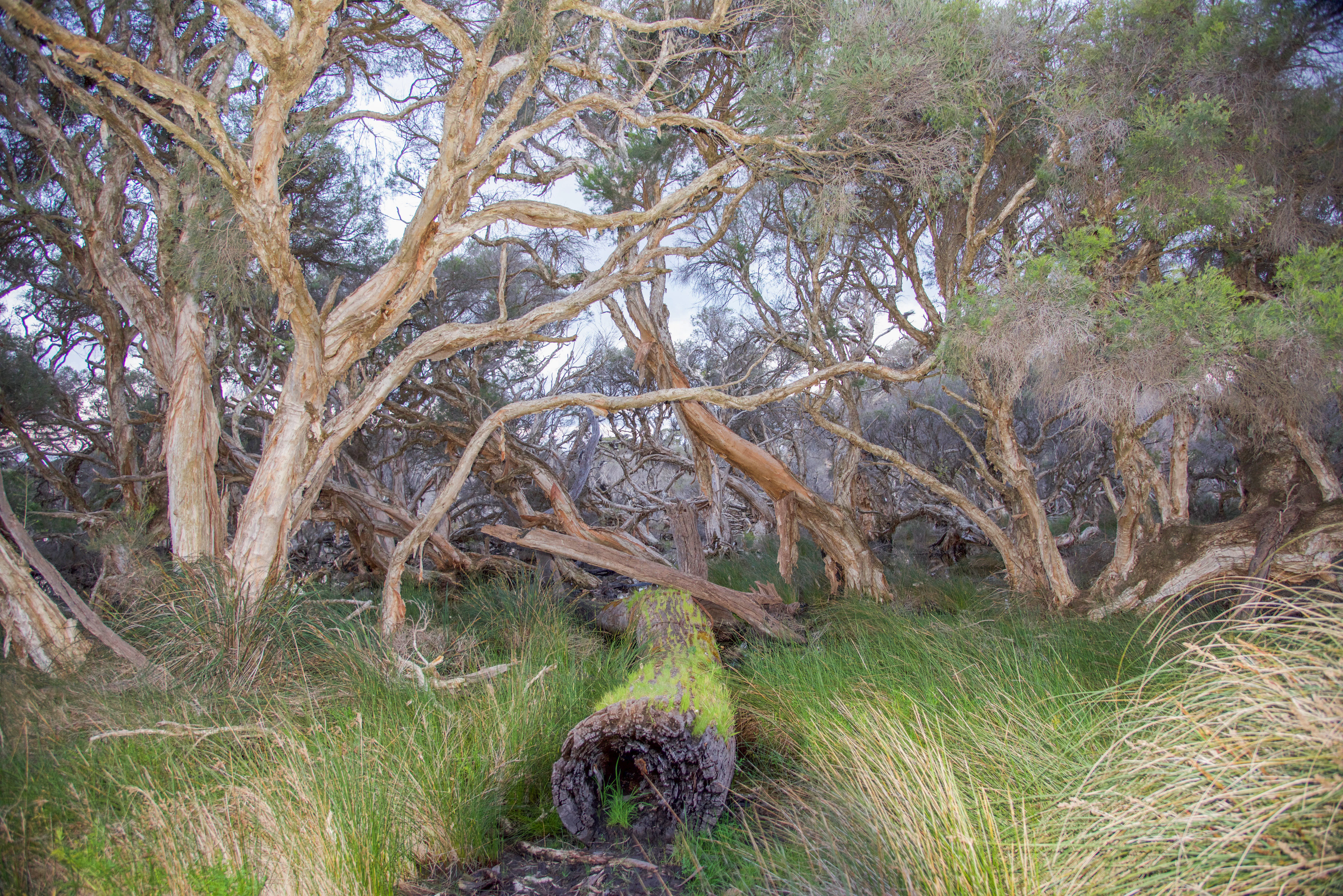 A bacteria found in a common tree could solve climate change