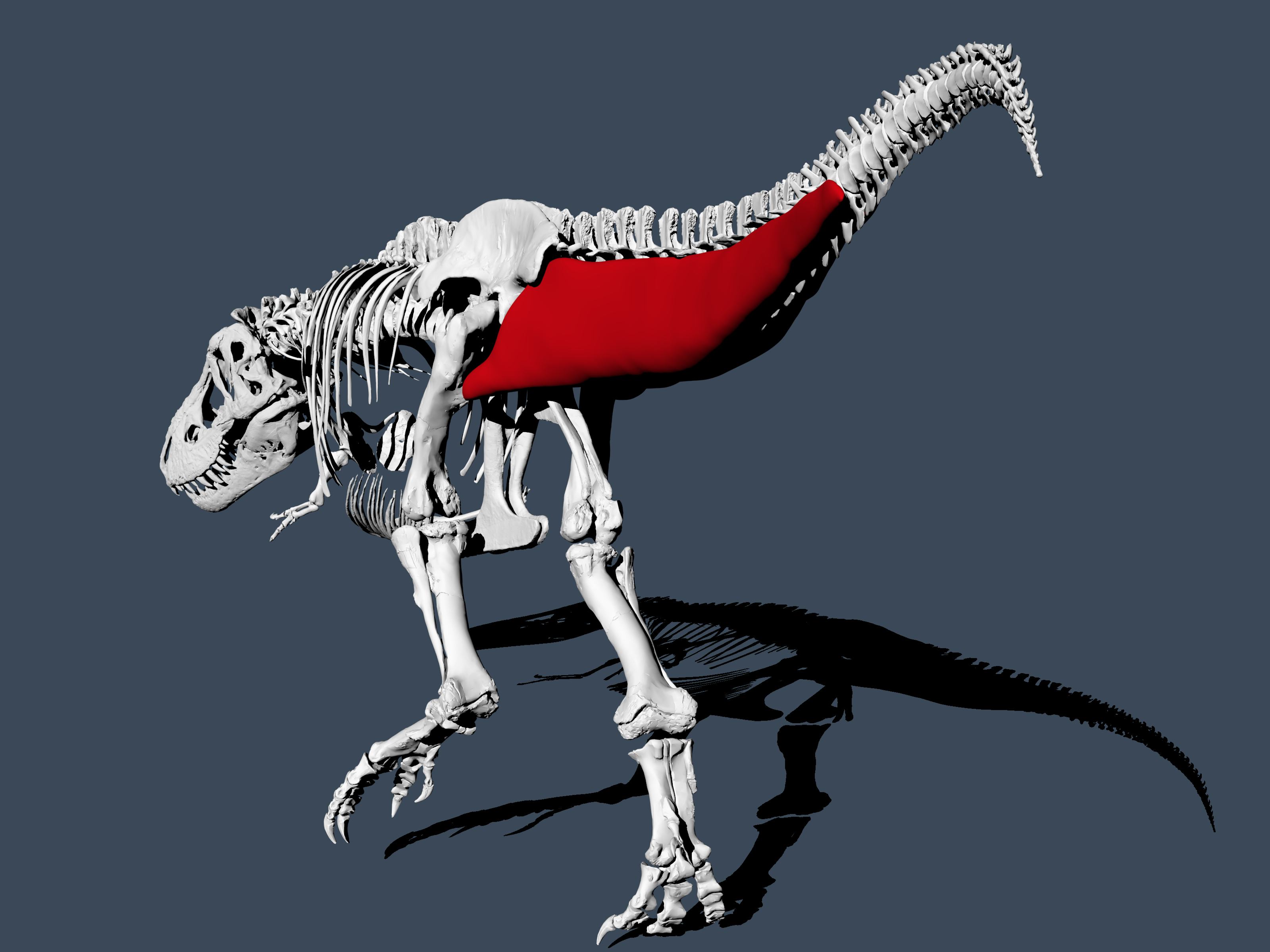 T. rex study debunks a misconception about the dinosaur