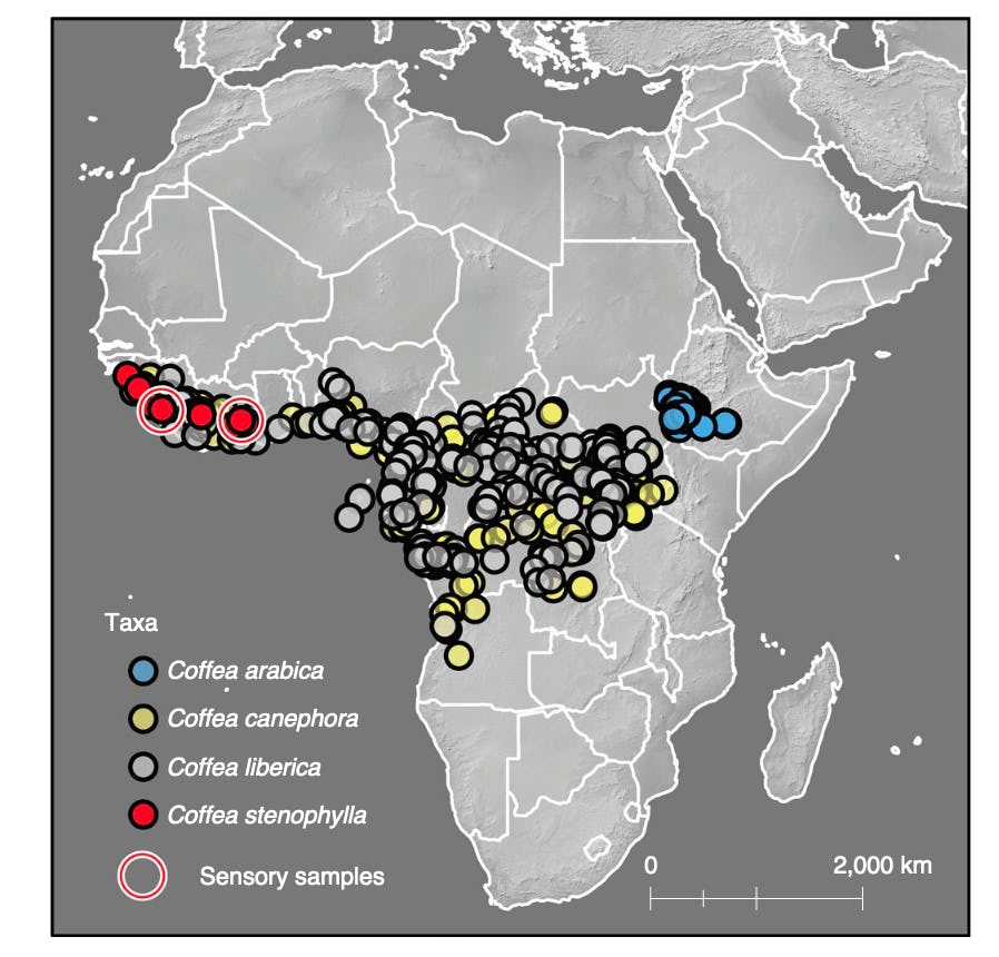Coffee and climate change: This bean could save your morning brew