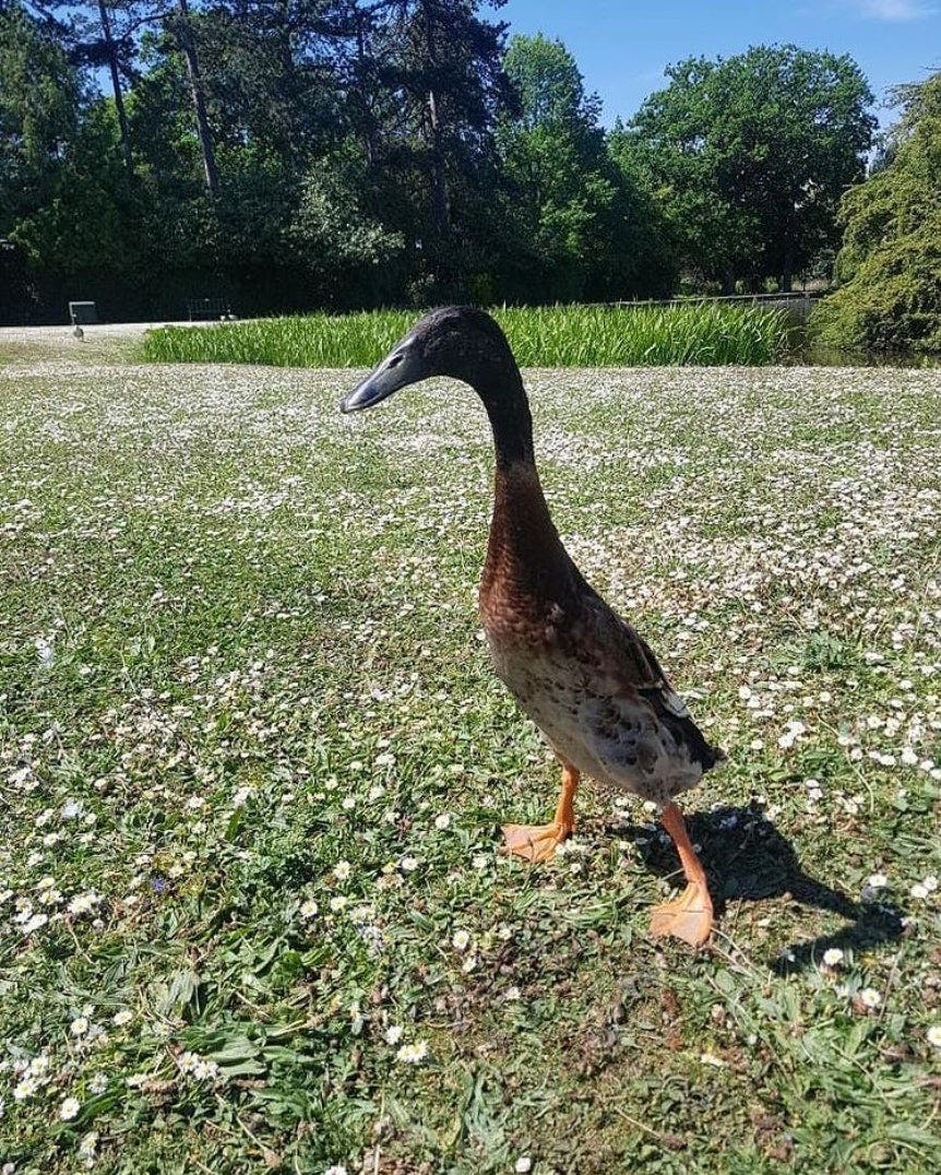 ‘Long Boi’ the comically large duck has inspired some glorious memes