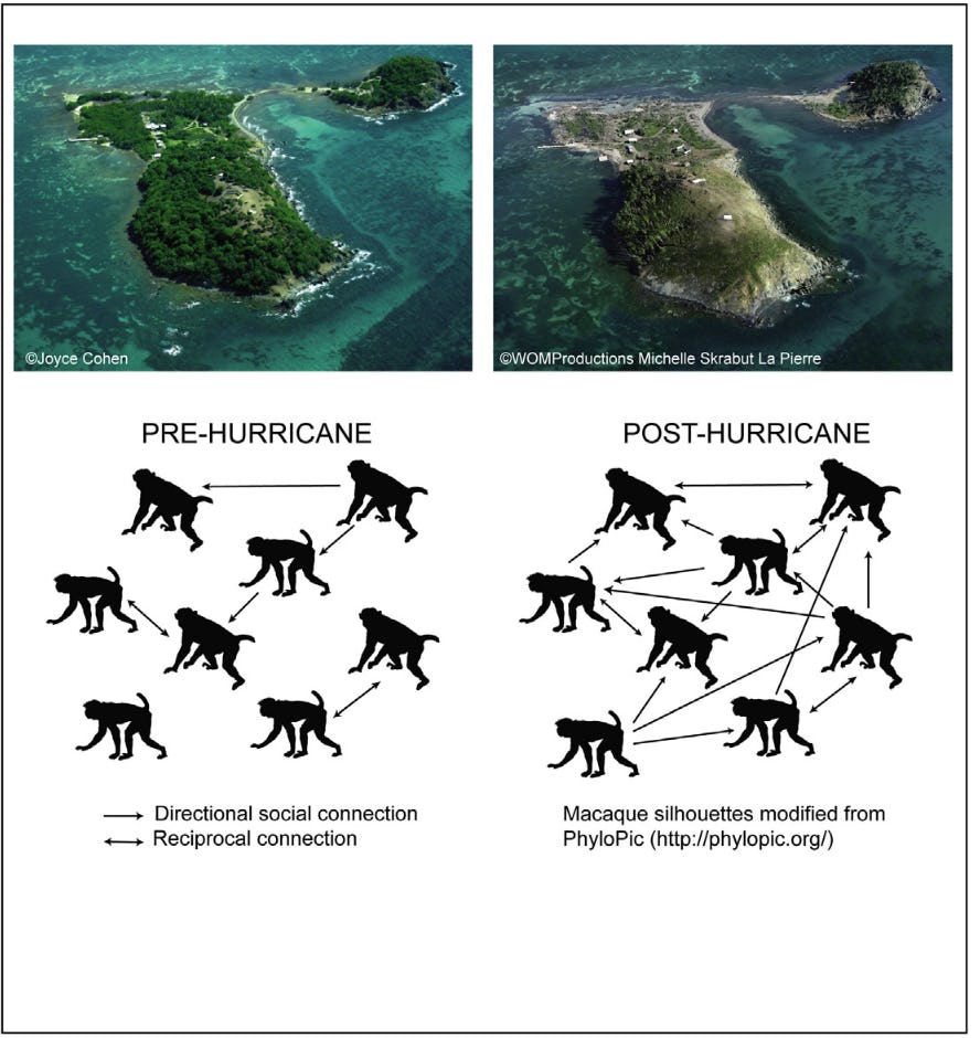 1 monkey trick could help you survive a disaster