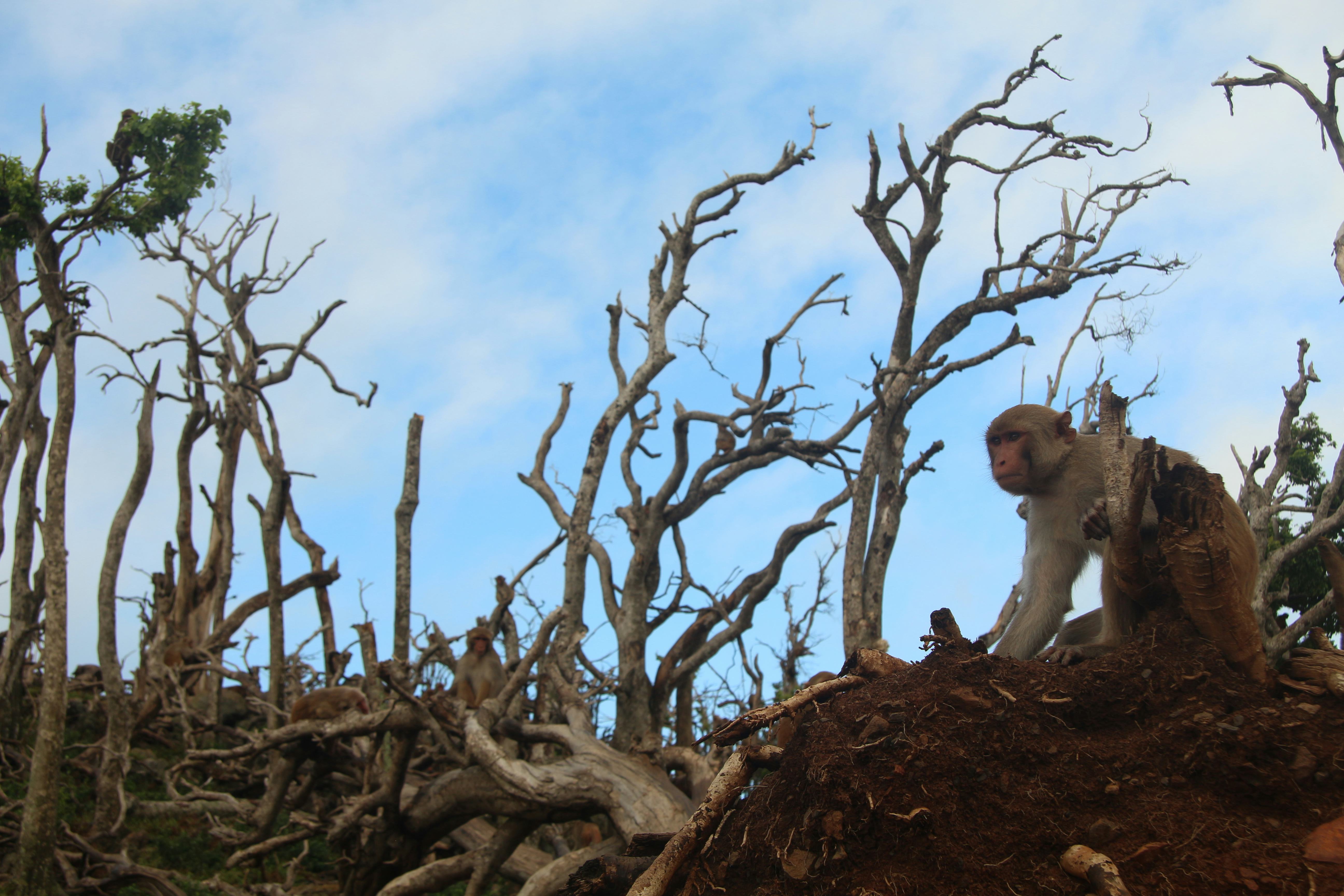 1 monkey trick could help you survive a disaster