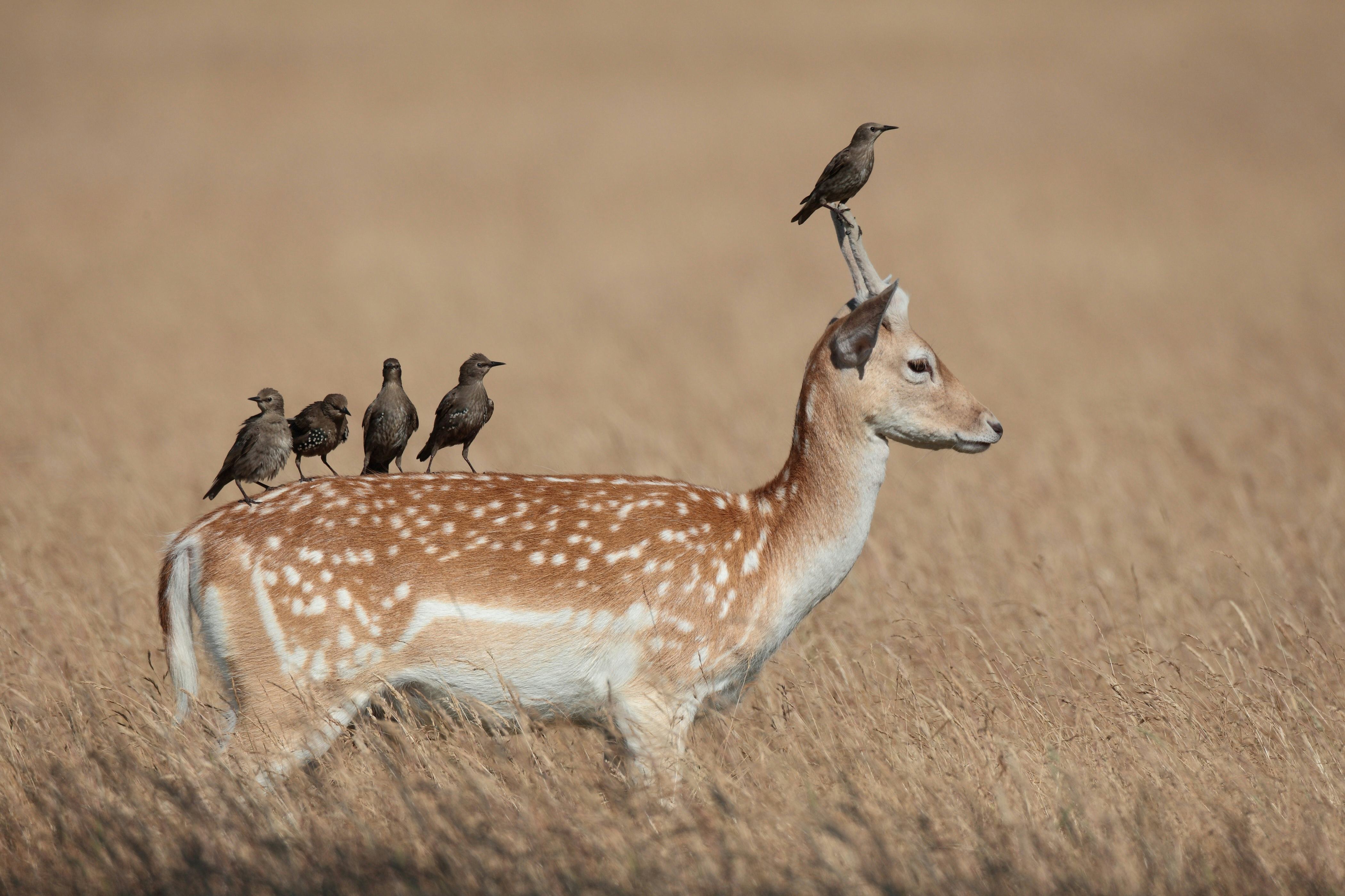 10 images of unlikely animal relationships: See why they work