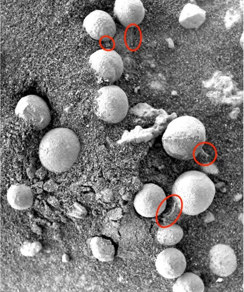 Mushrooms on Mars: One man's quest to prove life on another planet