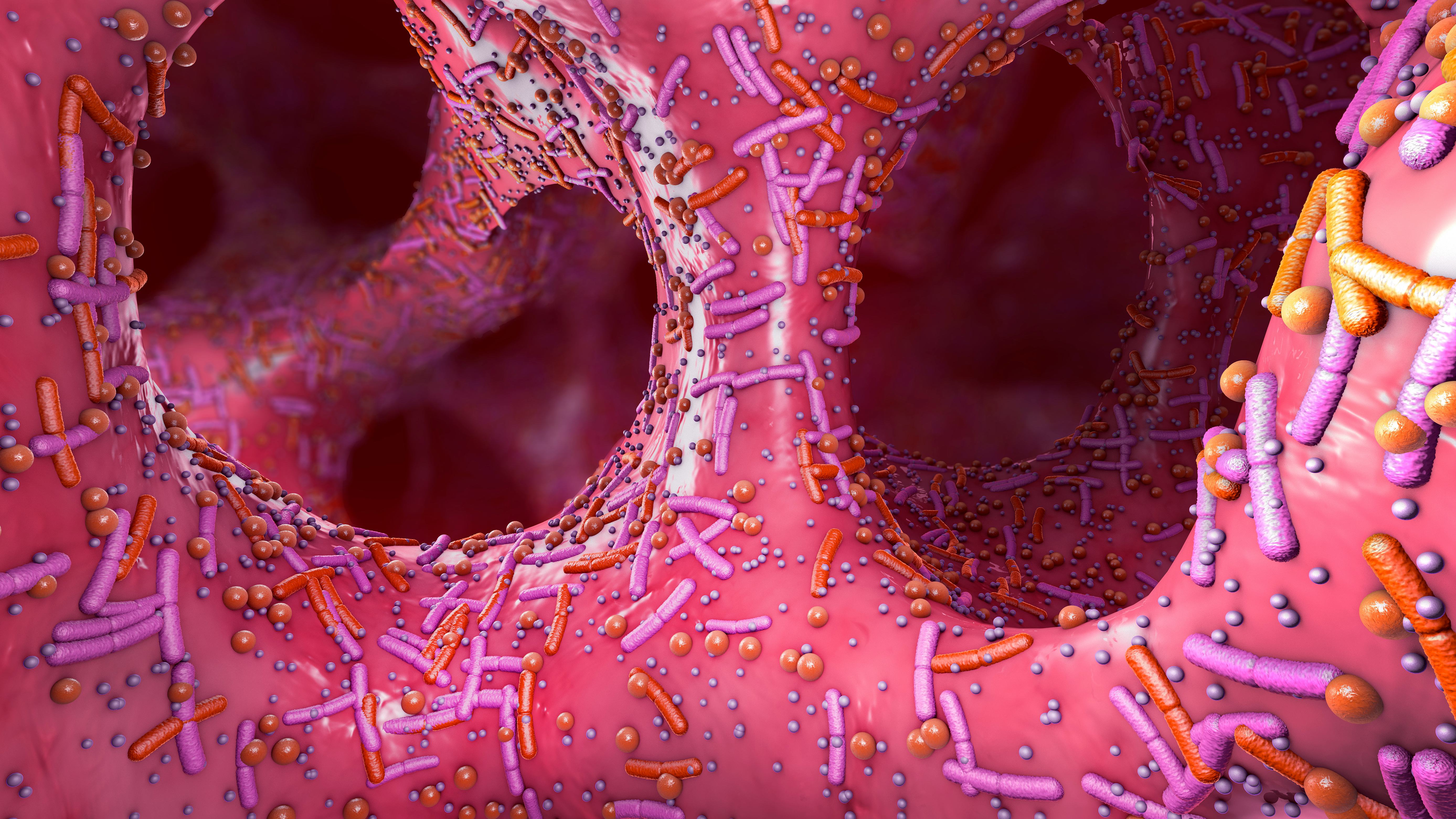 How fasting changes your gut microbiome