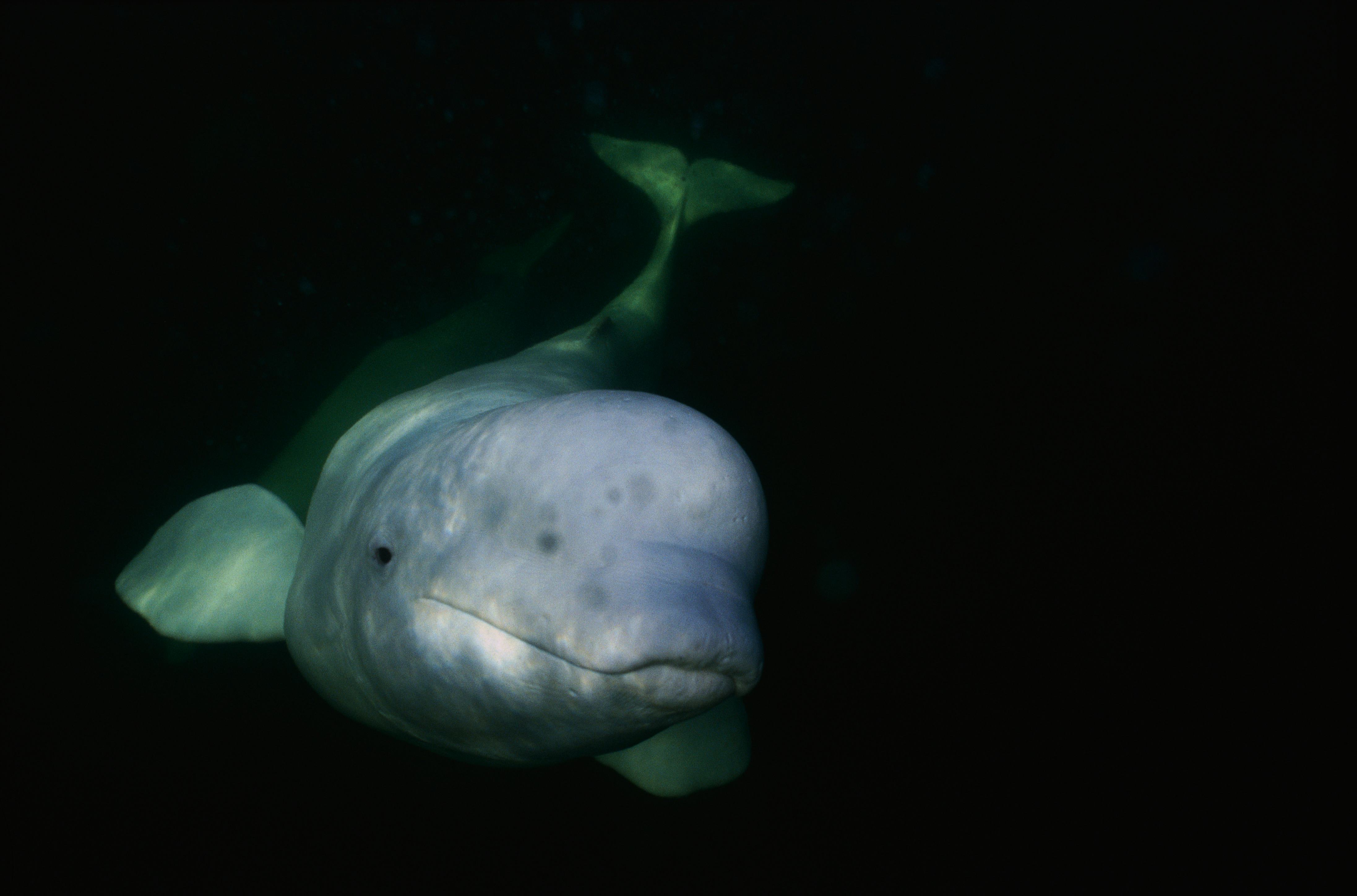 Hvaldimir: Russia’s secret world of whale spies and the battle to save ...