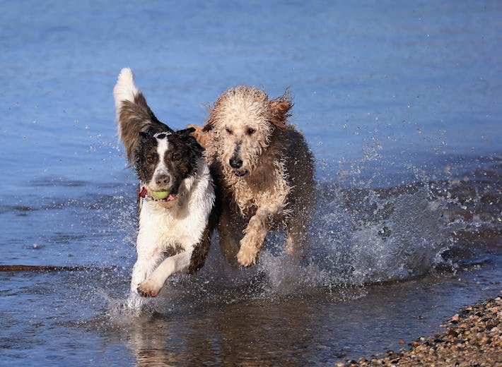 Can dogs talk to you? The science behind canine communication
