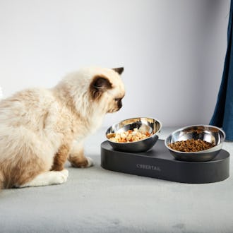 The 7 Best Cat Bowls