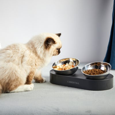 The 7 Best Cat Bowls