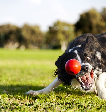 Why do animals play? Science explains a longstanding mystery