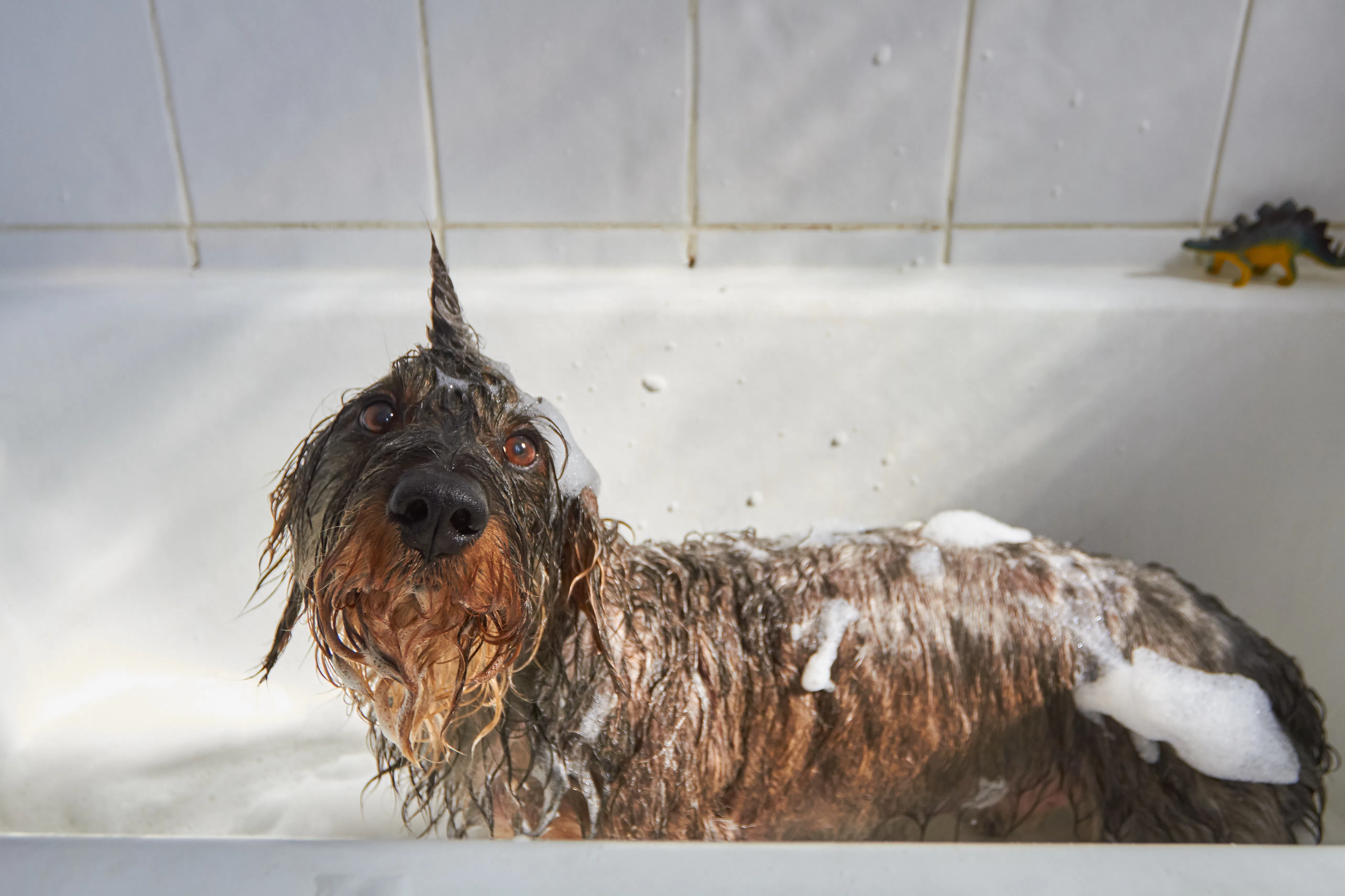 How to make your dog live longer: The science of canine longevity