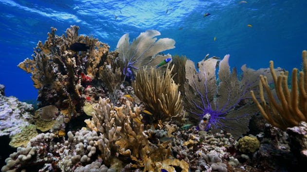 30 Ocean Movies For Kids To Stream