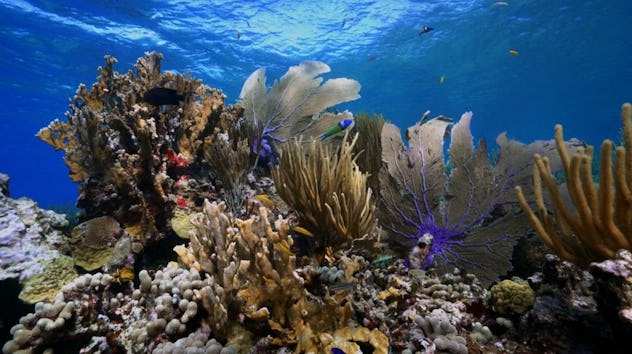 30 Ocean Movies For Kids To Stream