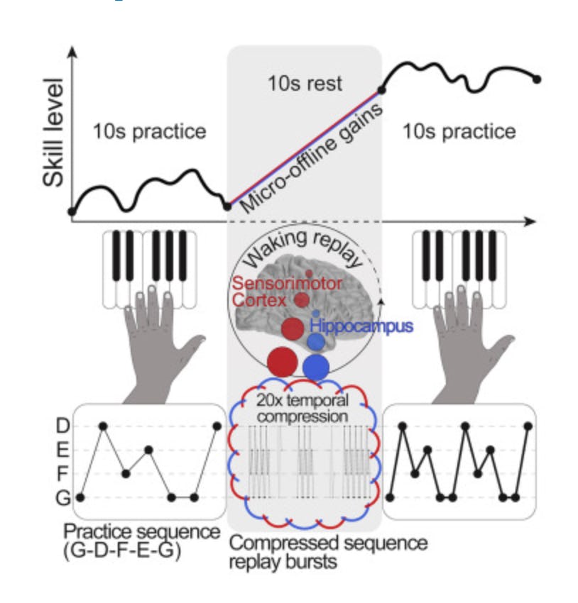 Brain study reveals one easy action critical to learning something new