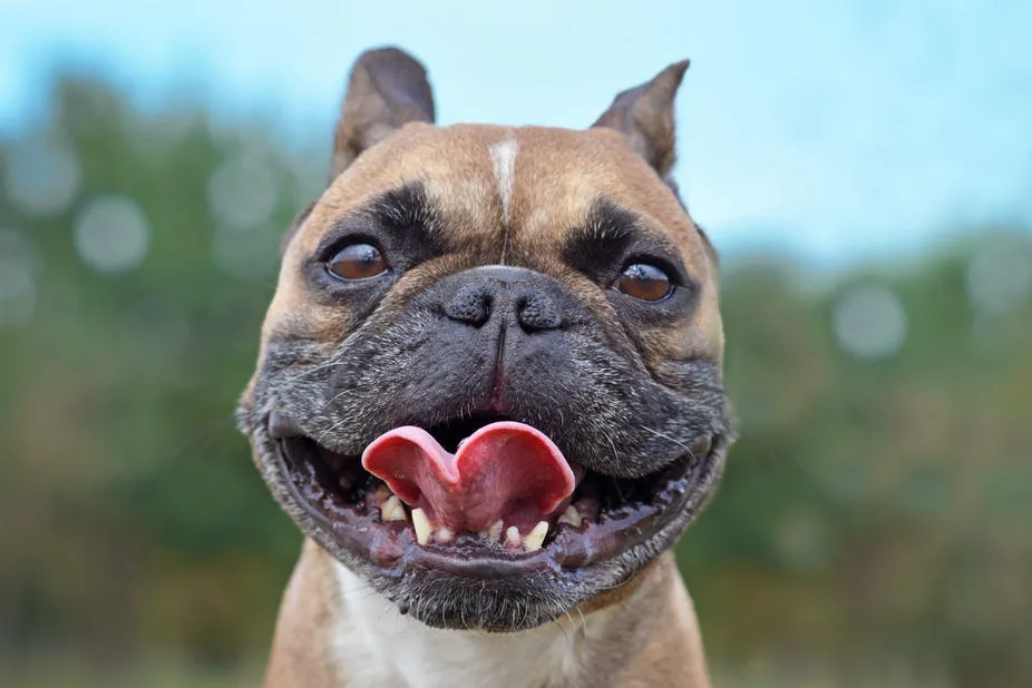 A new coronavirus is spreading through dogs and humans