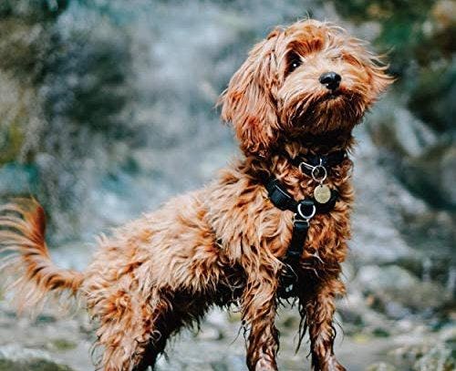 The 4 Best Escape-Proof Dog Harnesses