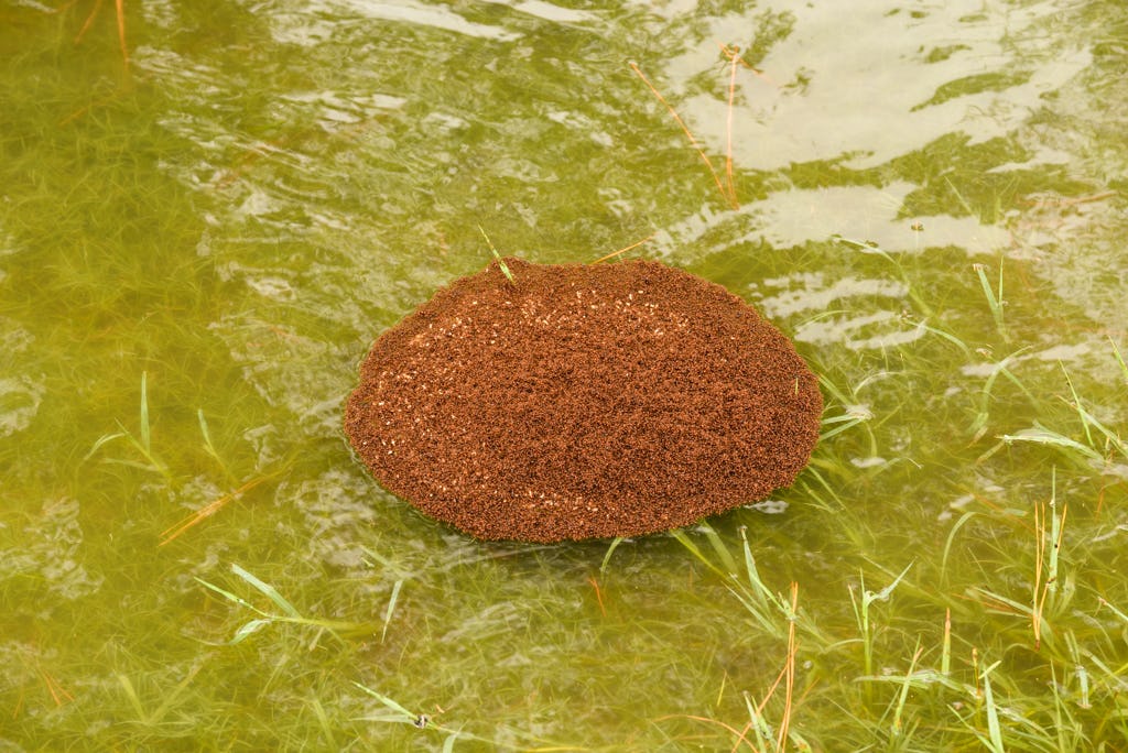 Watch how fire ants transform their bodies into living rafts