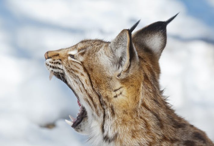 Scientists put mics on a lynx and “opened a new world”