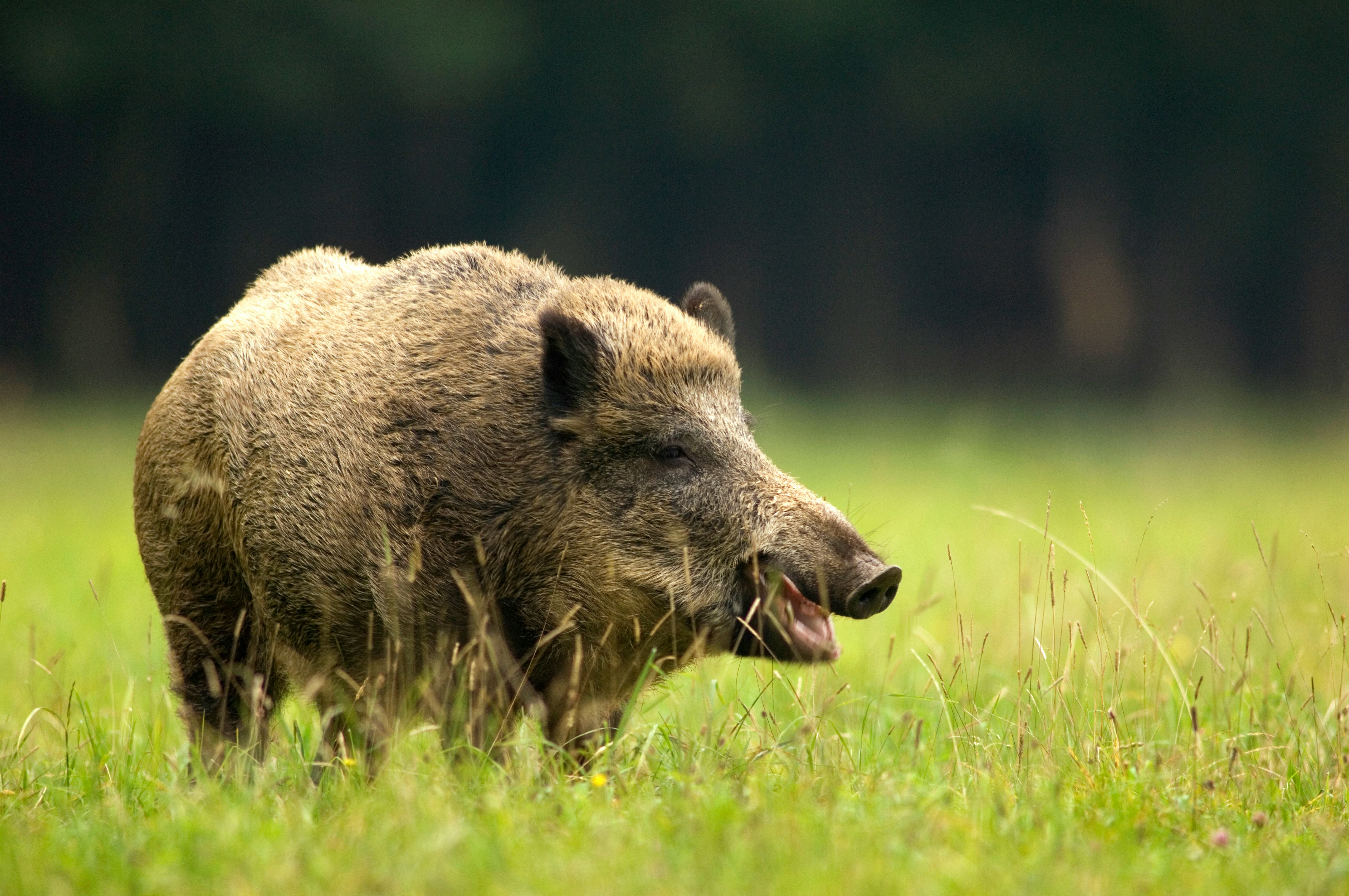 Fukushima's boar-pig hybrids reveal how nature can heal after humans