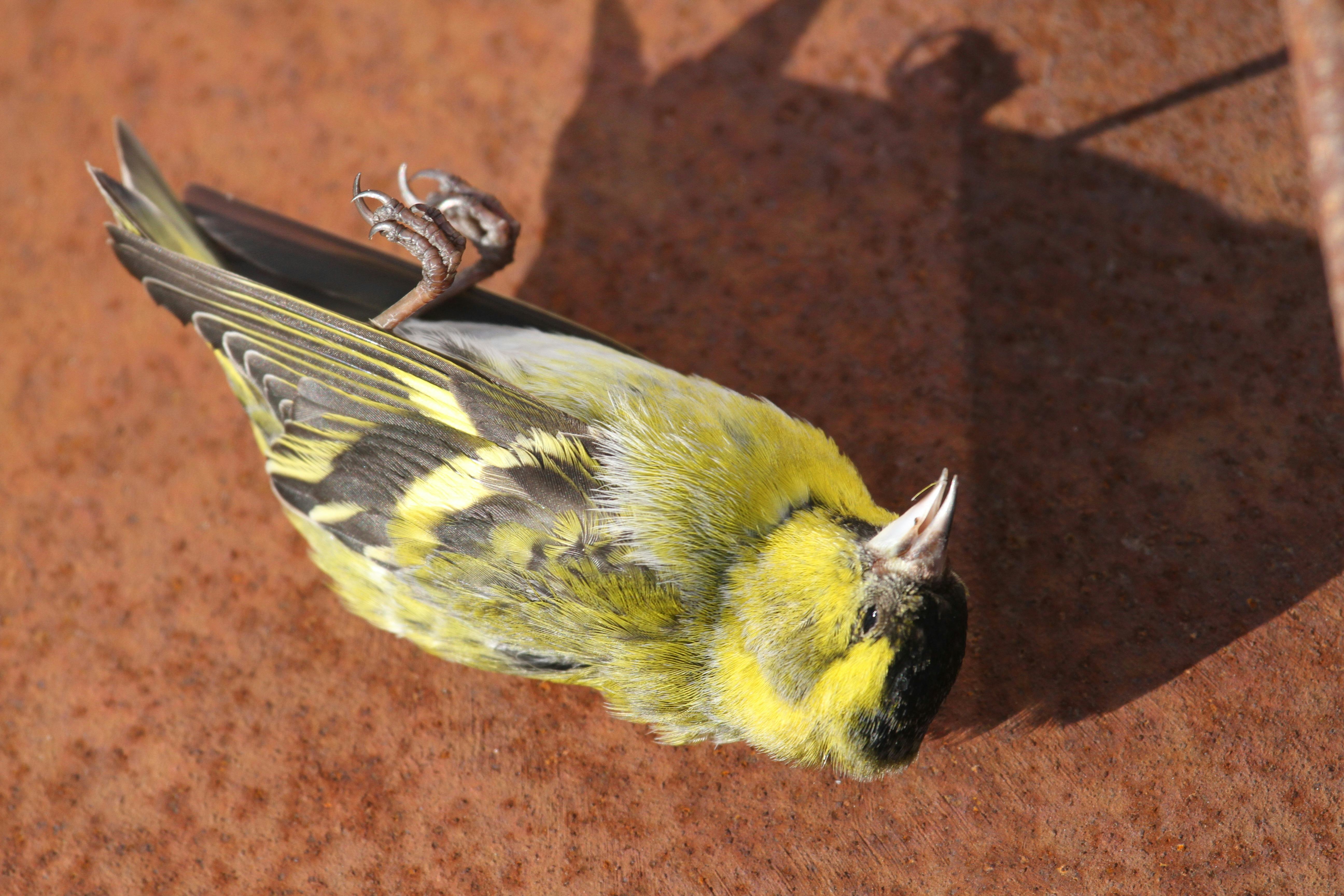 The simple fix that could keep us from killing millions of birds