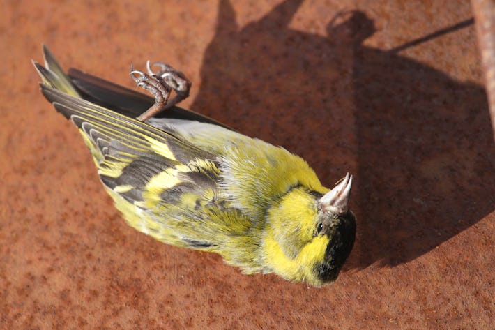 The simple fix that could keep us from killing millions of birds