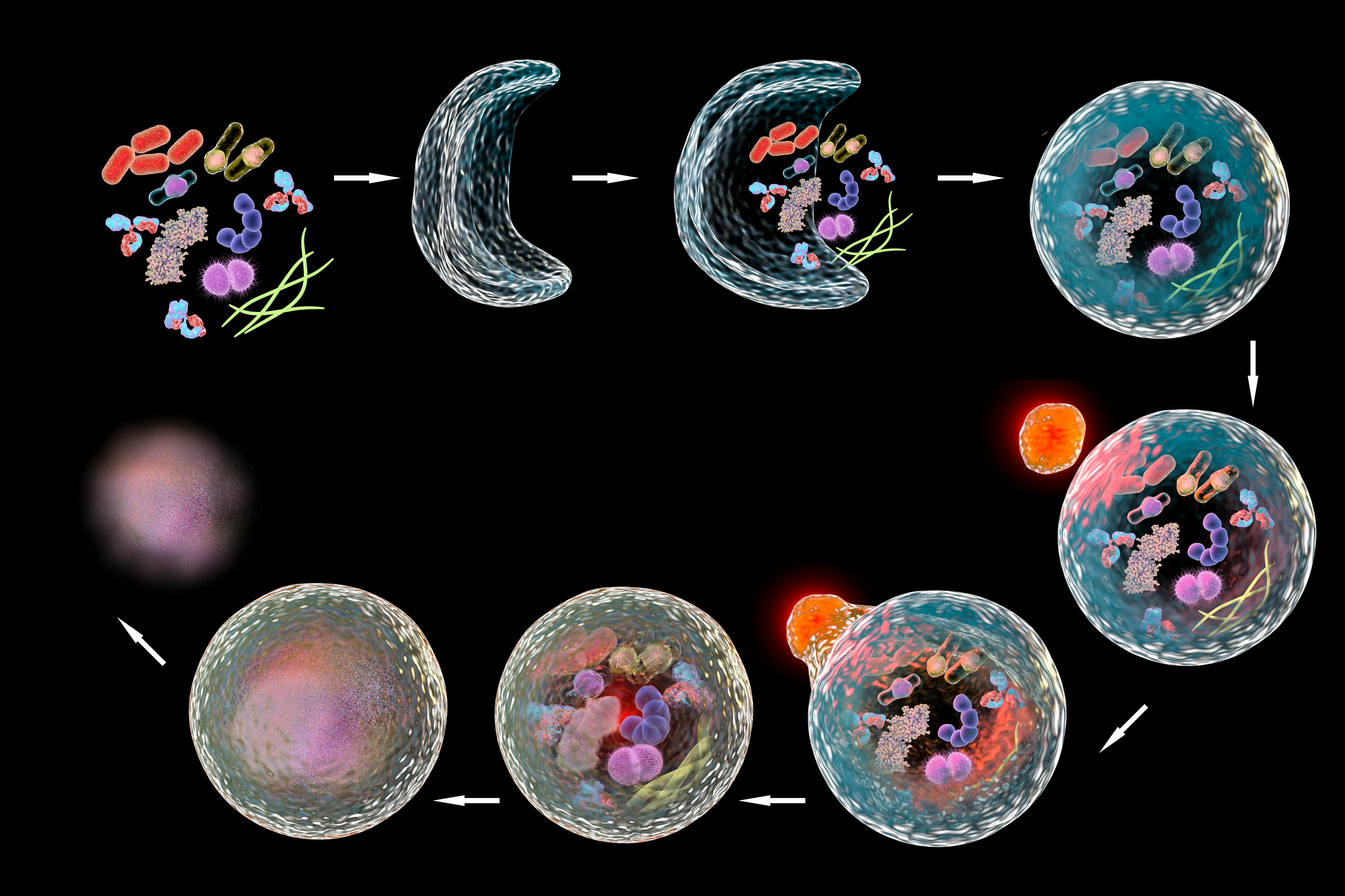 Autophagy: Intermittent fasting and "self-eating" cells, explained