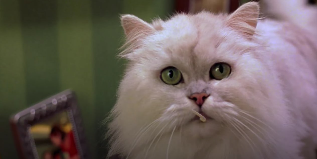 Best Cat Movies & Shows For Kids