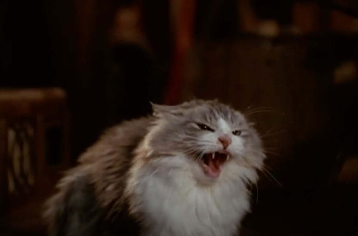 Best Cat Movies & Shows For Kids