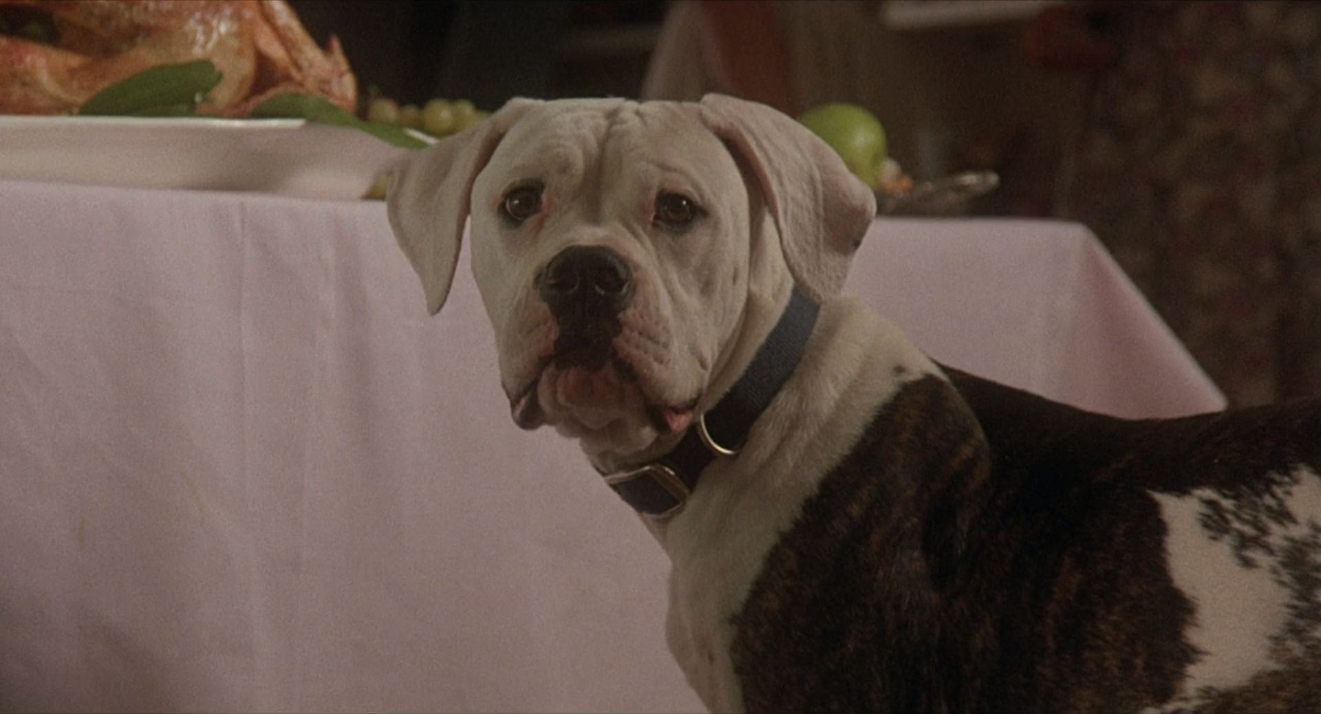 Best Dog Movies & Shows For Kids To Watch