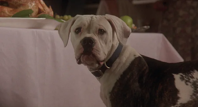 Best Dog Movies & Shows For Kids To Watch
