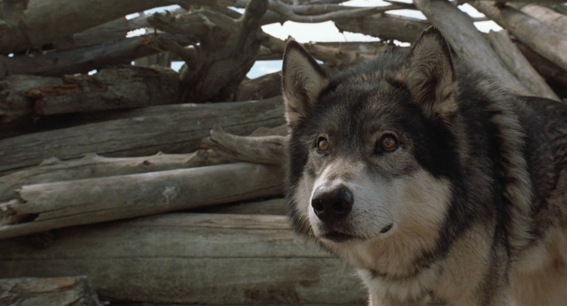 Best Dog Movies & Shows For Kids To Watch