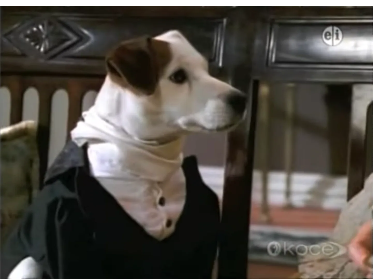Best Dog Movies & Shows For Kids To Watch