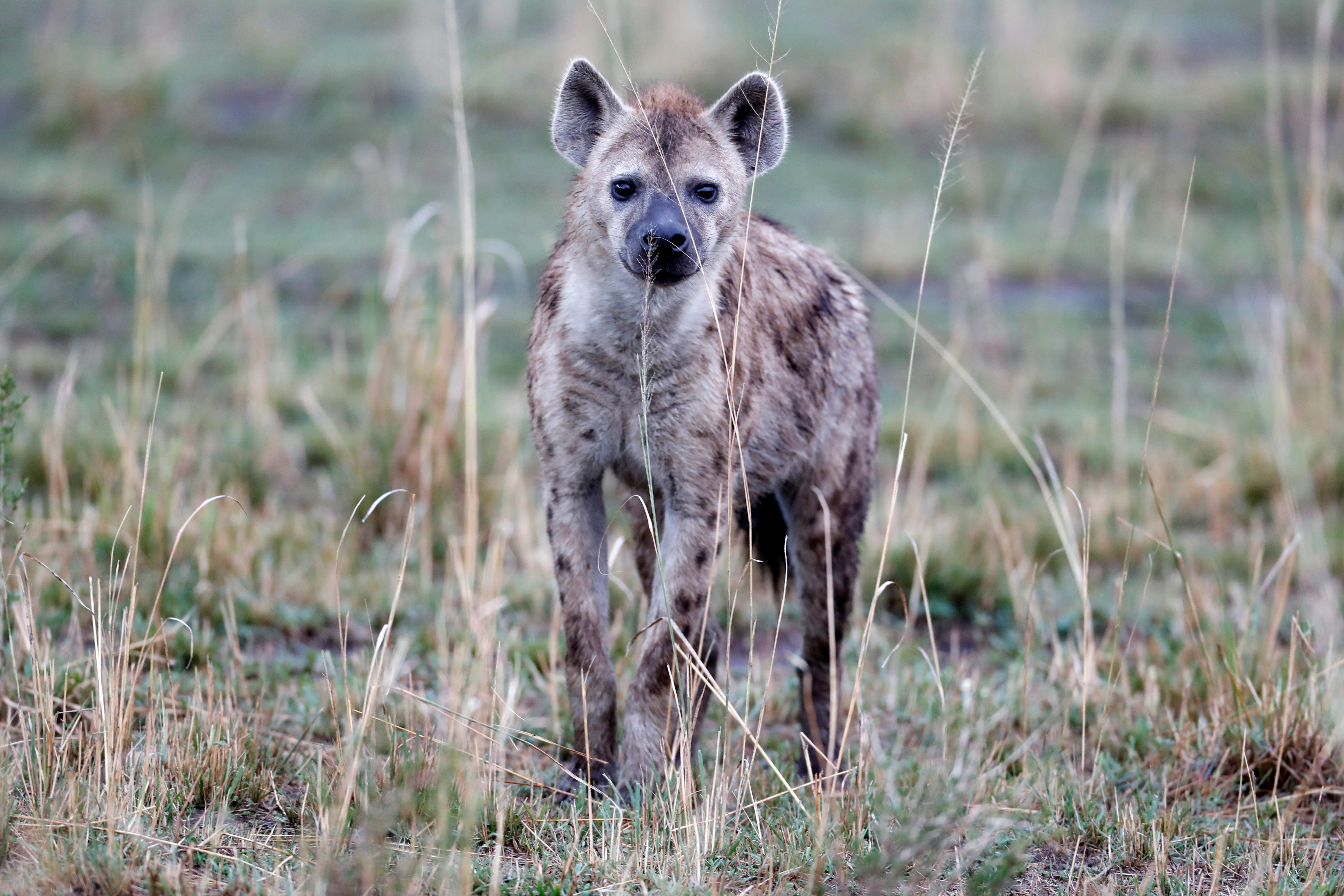 How does childhood affect your life? What hyenas can teach humans