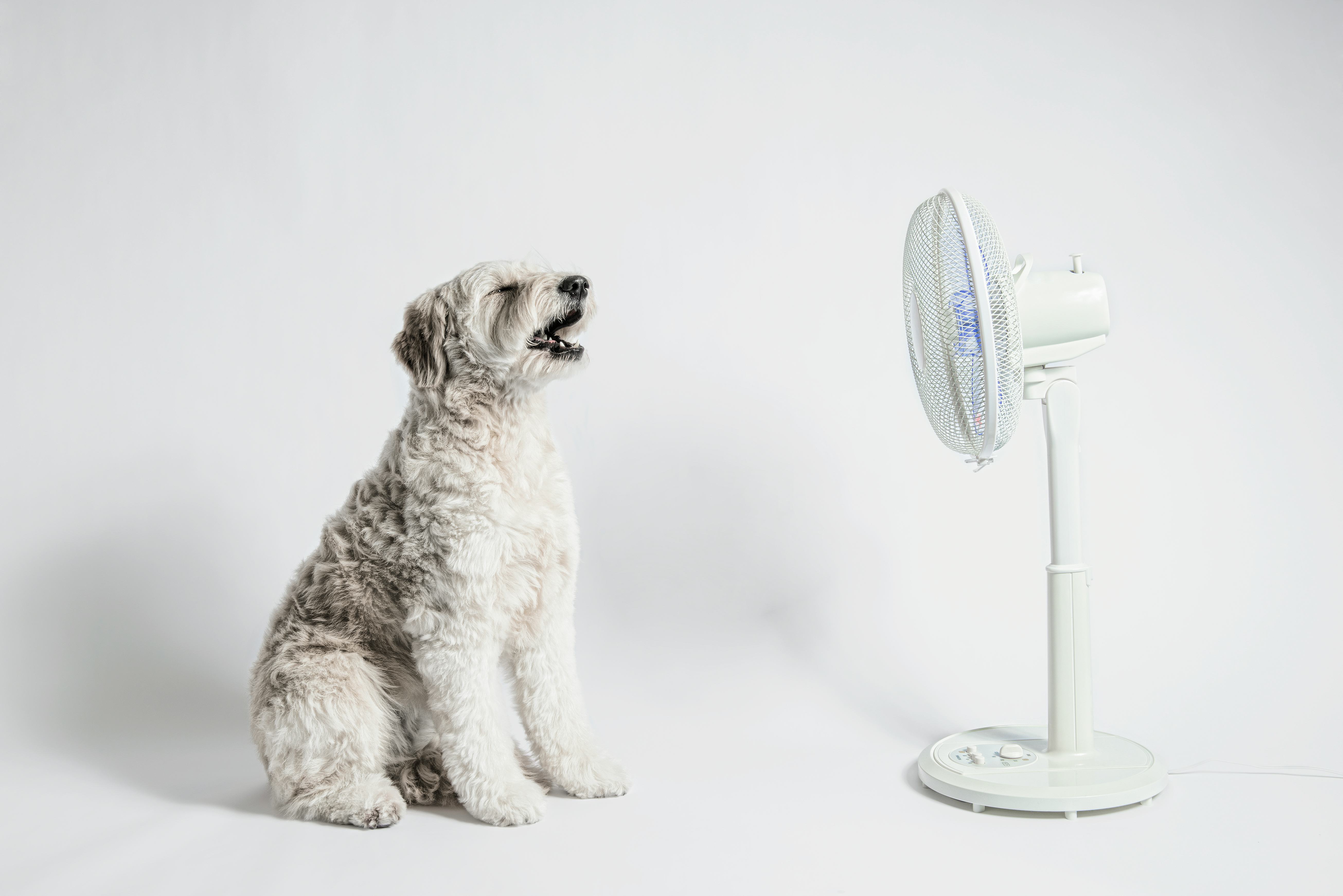 How do you cool down an overheated dog? 7 questions to ask during a ...