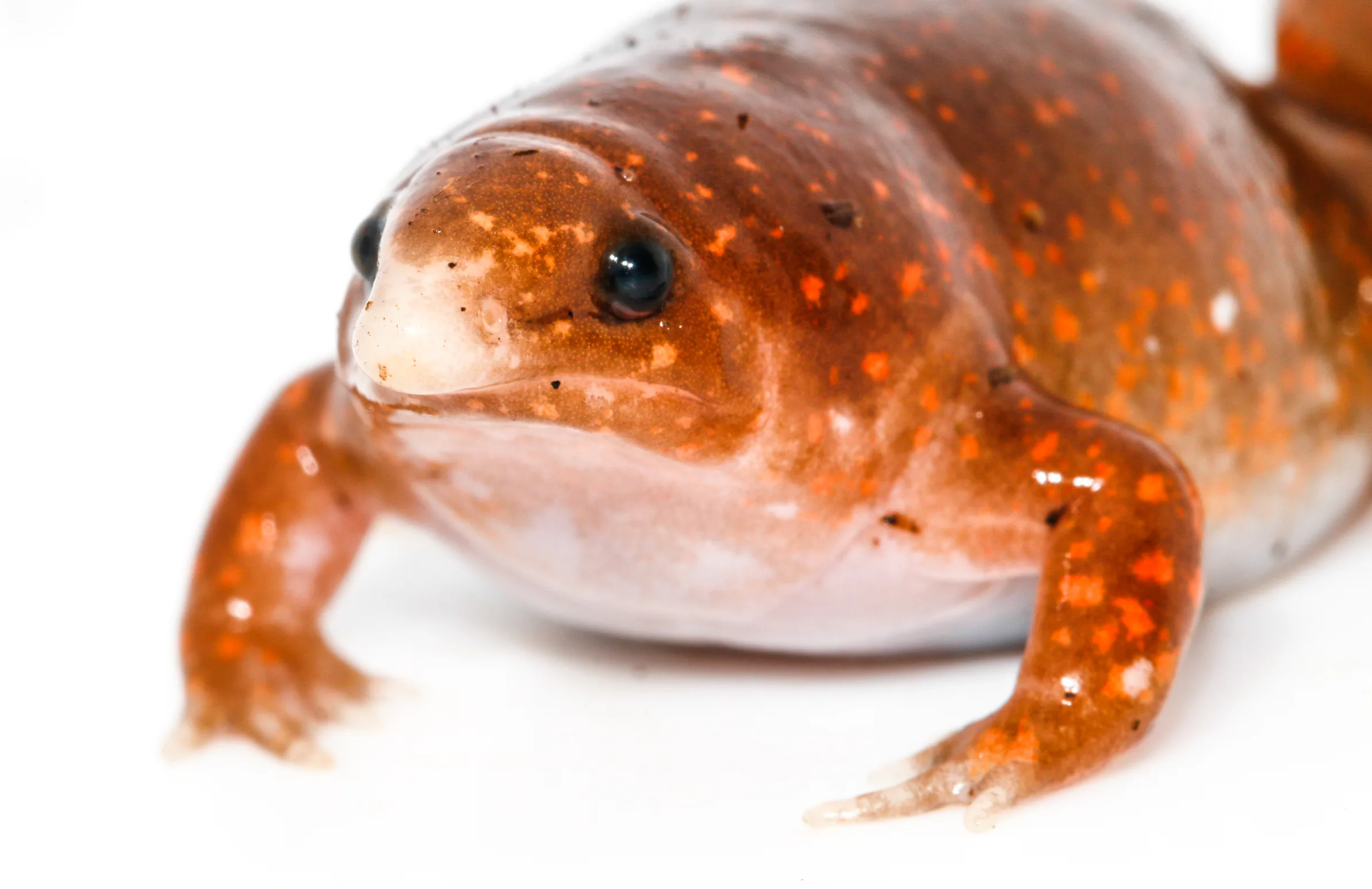 7 newly discovered animal species that were hiding in plain sight