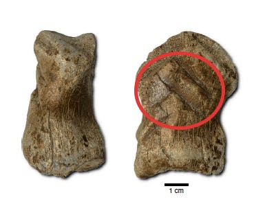 51,000-year-old engraved bone reveals new details about Neanderthal culture