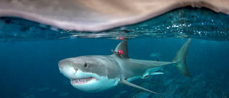 Scientists have solved the biggest mystery about fish