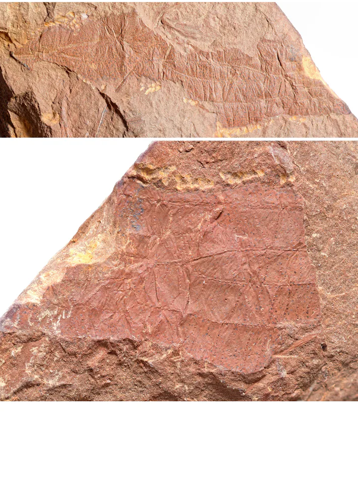 Ancient wings reveal what insects could do before dinosaurs existed